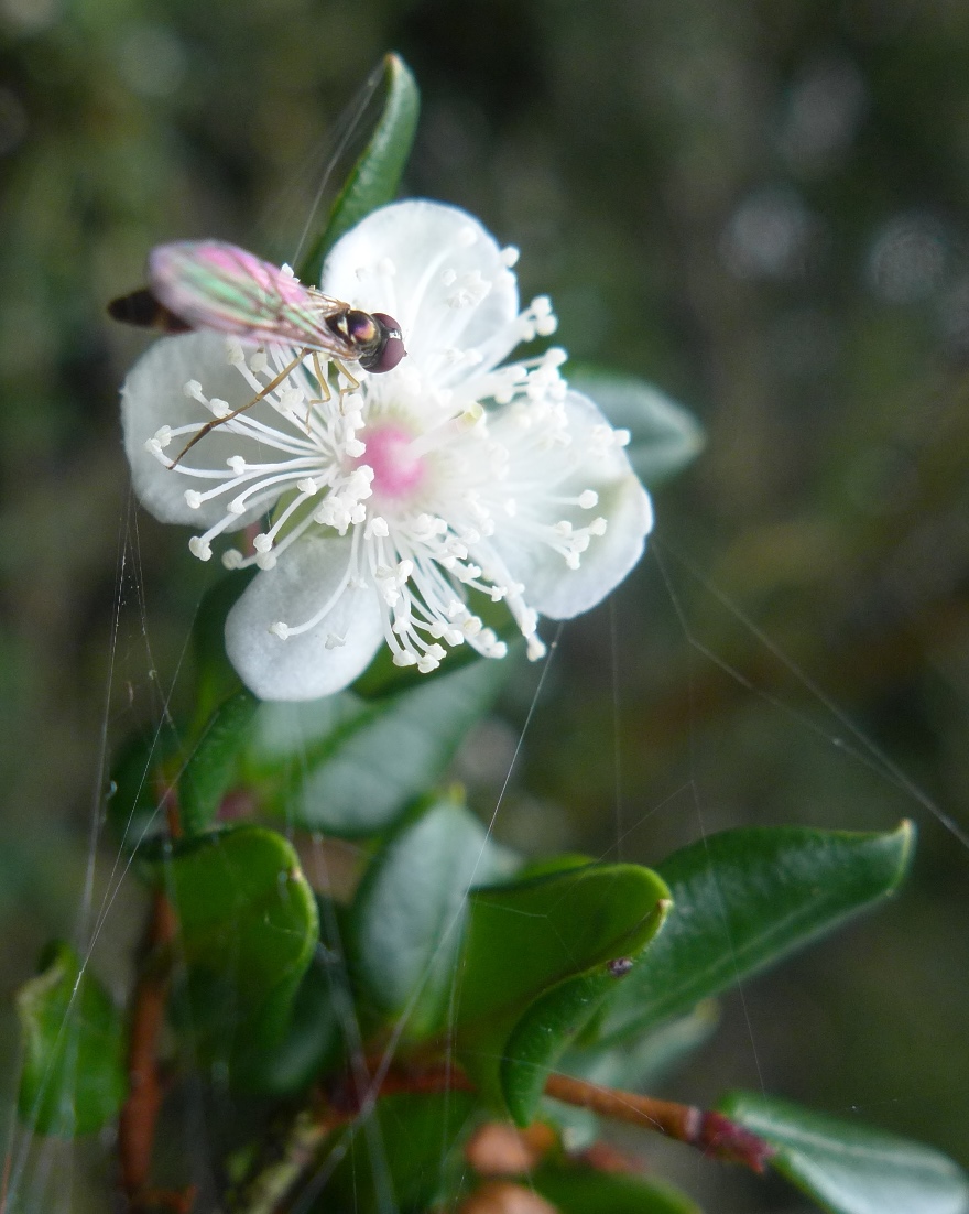 The not-so-lost Gardens of Heligan – Naturanaute