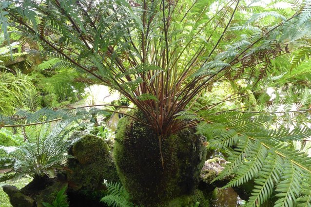 A sunken jungle – Ascog Hall Fernery – Naturanaute