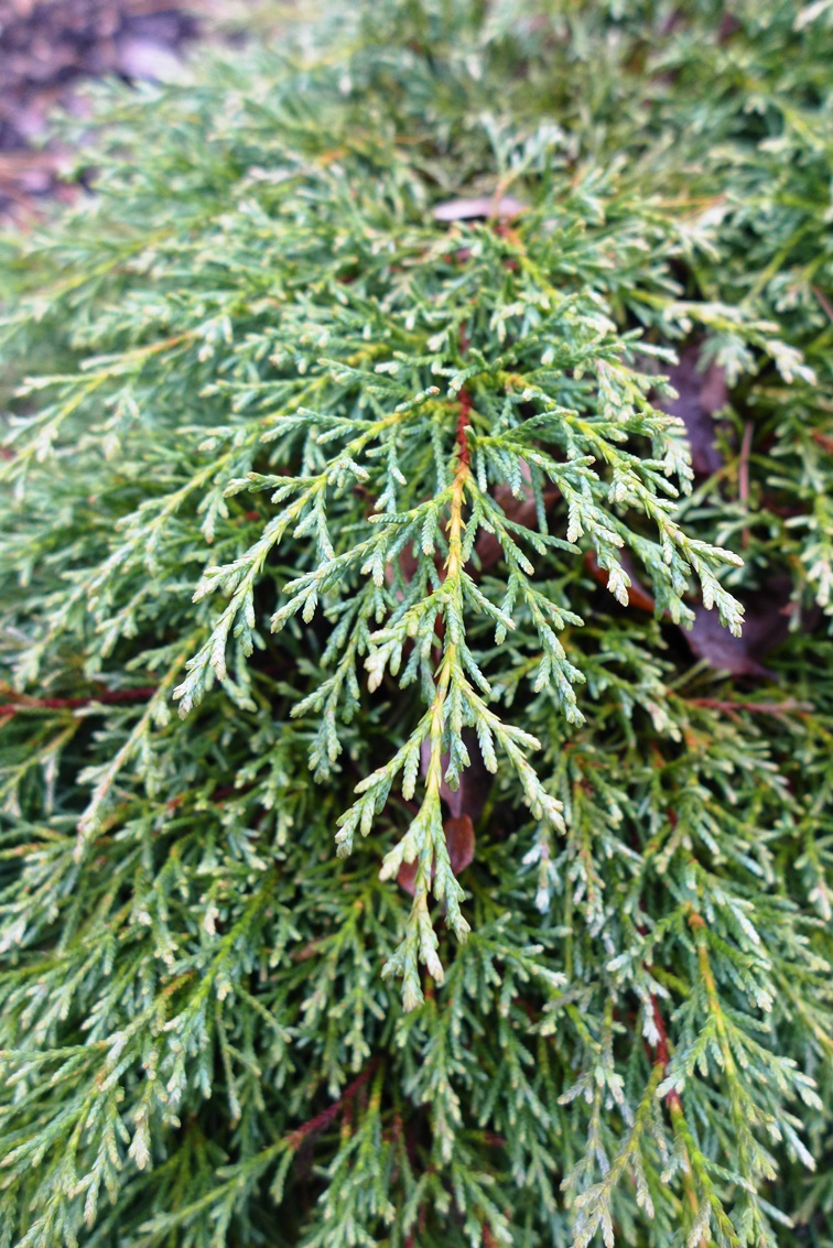 Cupressus macrocarpa ‘Greenstead Magnificent’ (2) – Naturanaute