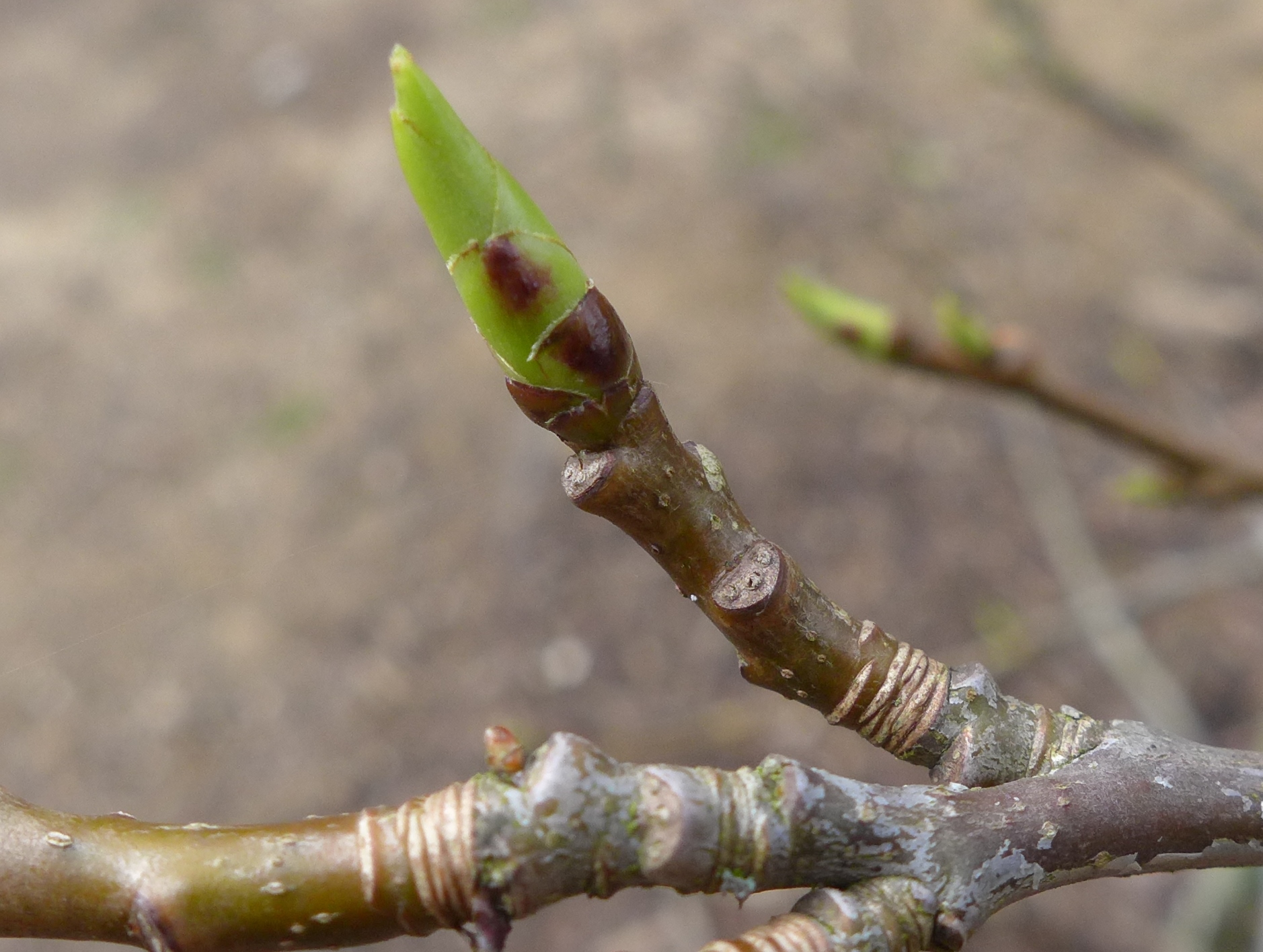 Liquidambar styraciflua ‘Andrew Hewson’ – Naturanaute